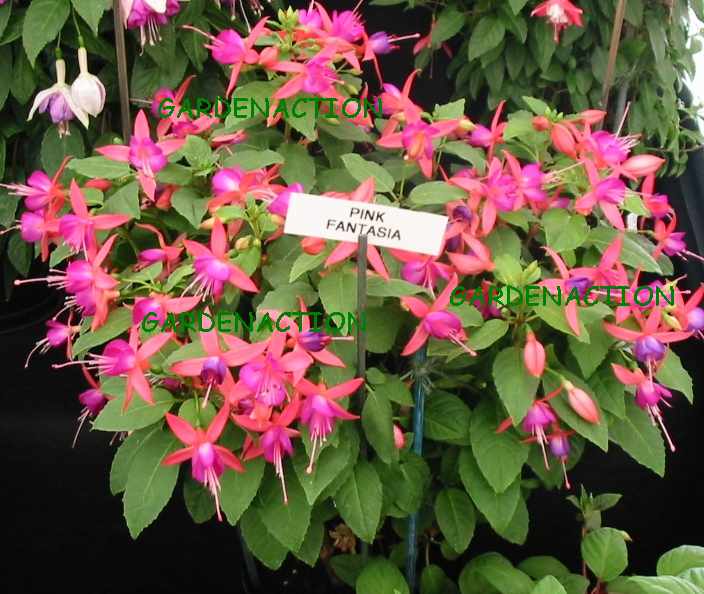 Picture of Fuchsia 'Pink Fantasia'